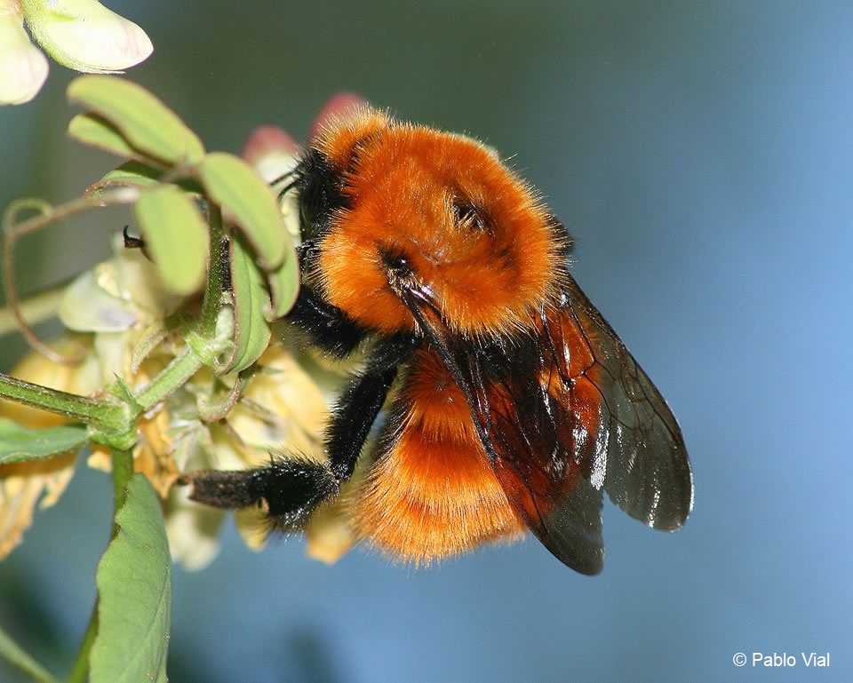 Abejorro nativo de la Patagonia en peligro de extinción | La Serena Online