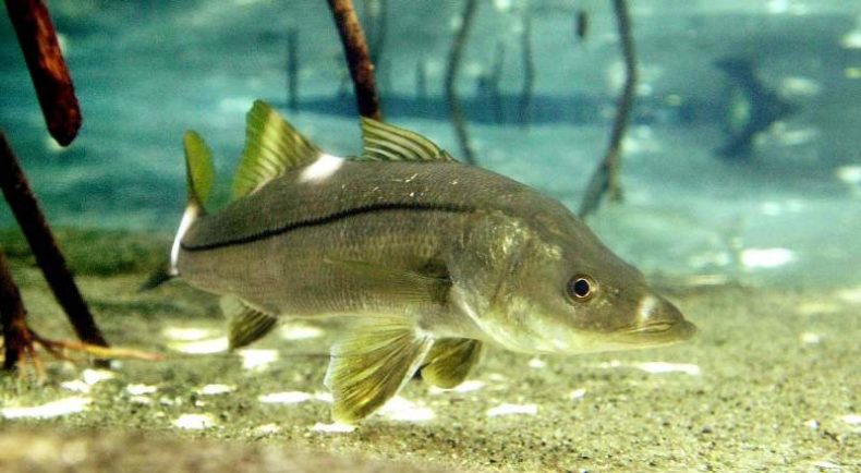 Comprueban el potencial del róbalo como biocontrolador | La Serena Online