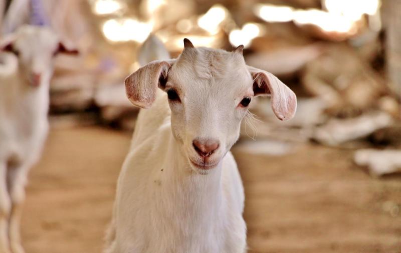Precipitaciones entregan algo de tranquilidad a productores caprinos ...